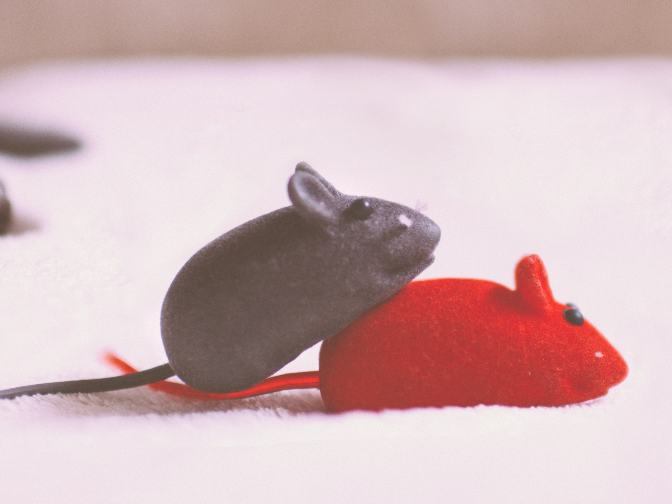Social Experience As The Sculptor Of Conspecific Sex Representation In